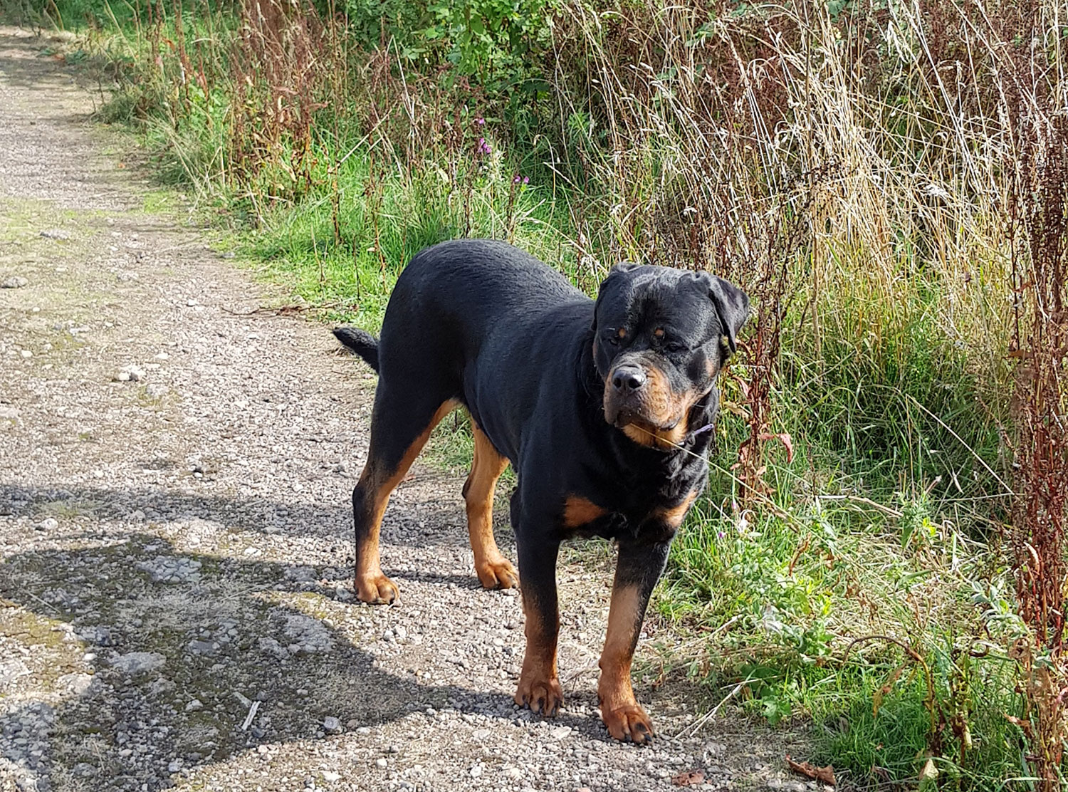 Female Rottweilers - Massive Rots | The biggest Rottweilers in the UK
