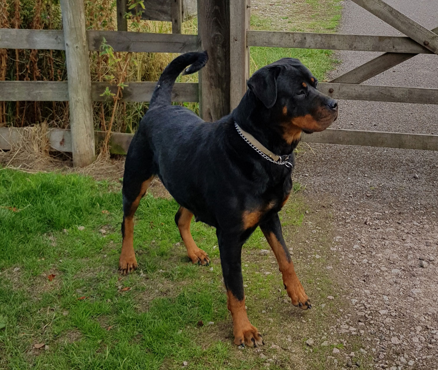Female Rottweilers - Massive Rots | The biggest Rottweilers in the UK