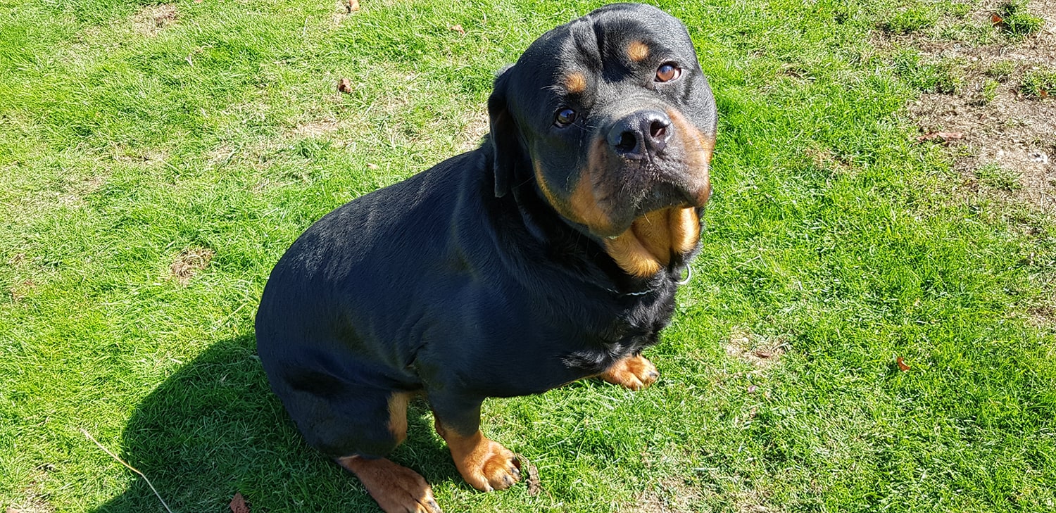 Female Rottweilers - Massive Rots | The biggest Rottweilers in the UK
