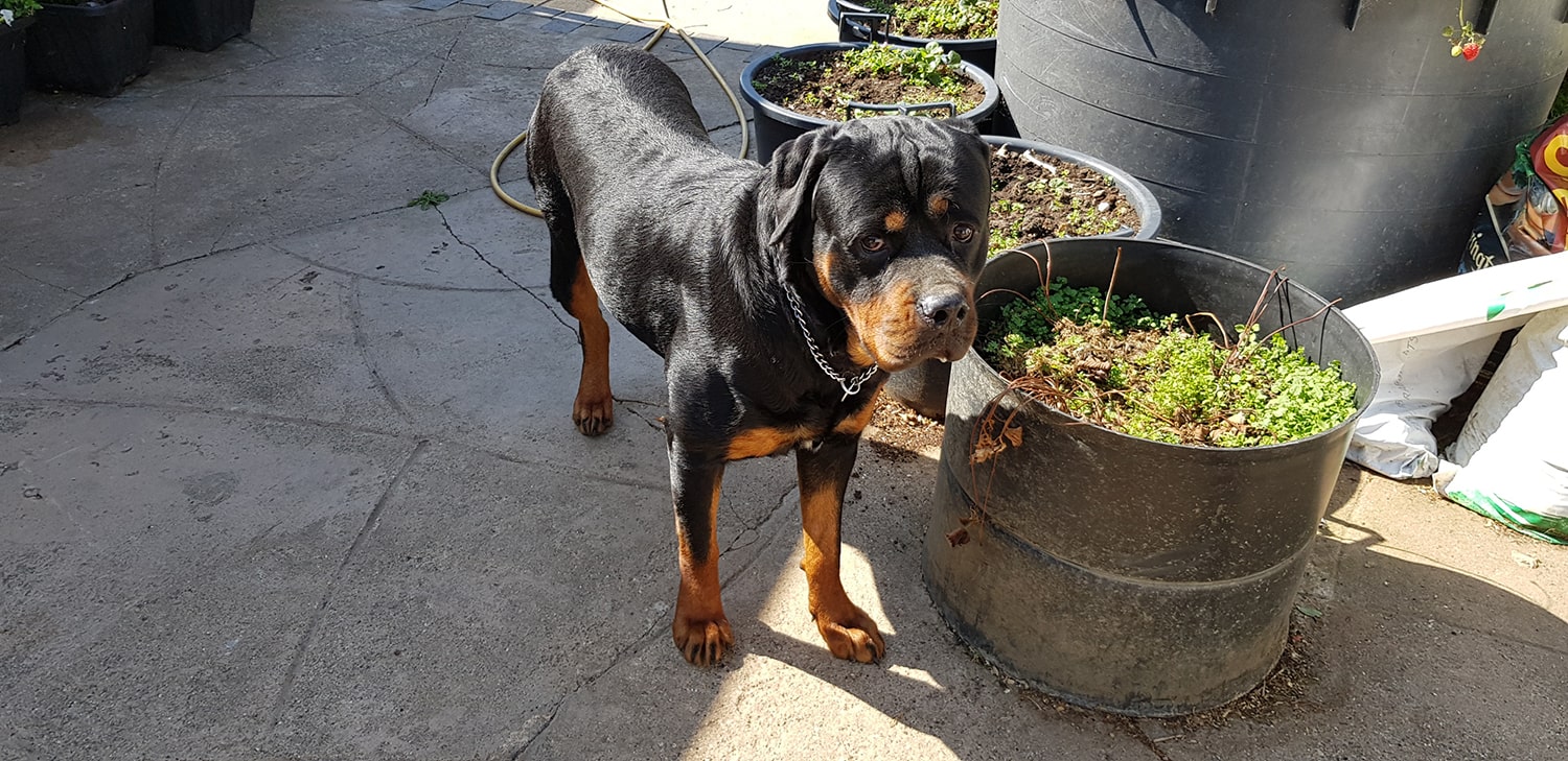 Female Rottweilers - Massive Rots | The biggest Rottweilers in the UK
