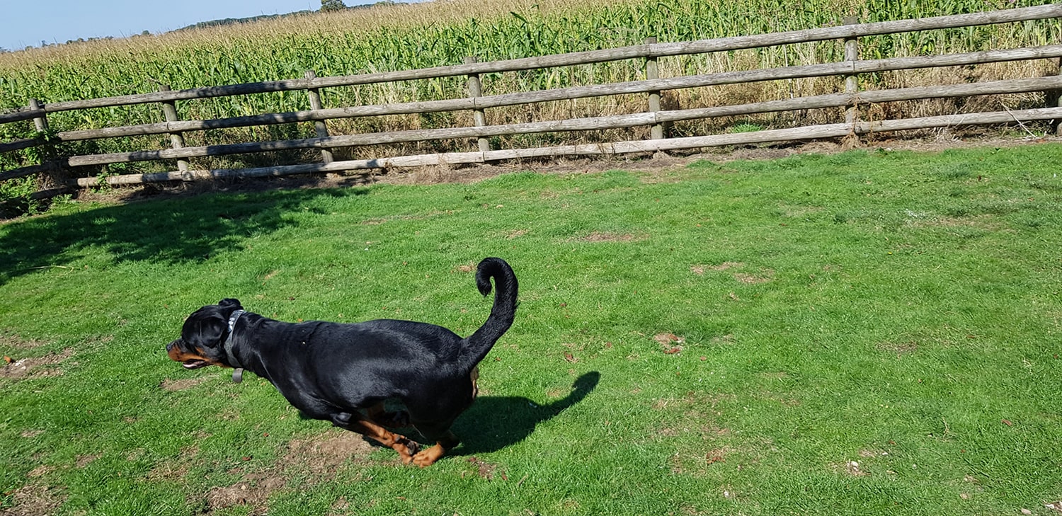 Female Rottweilers - Massive Rots | The biggest Rottweilers in the UK