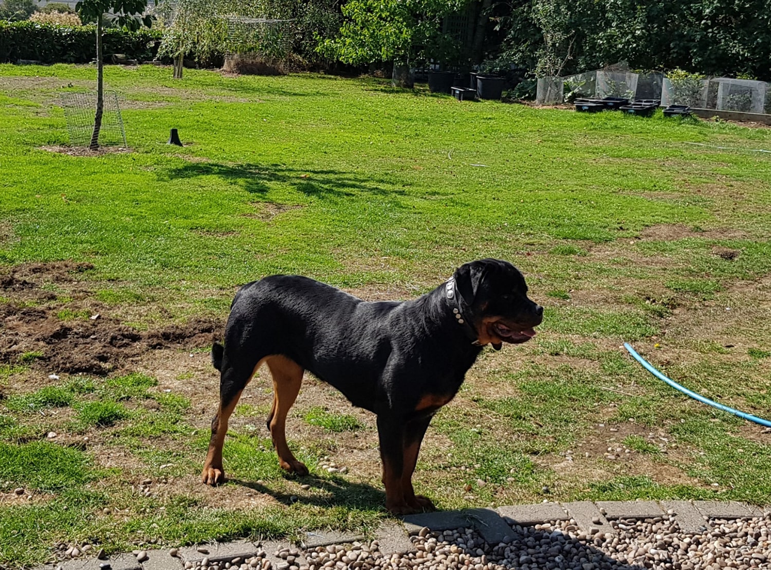 Female Rottweilers - Massive Rots | The biggest Rottweilers in the UK