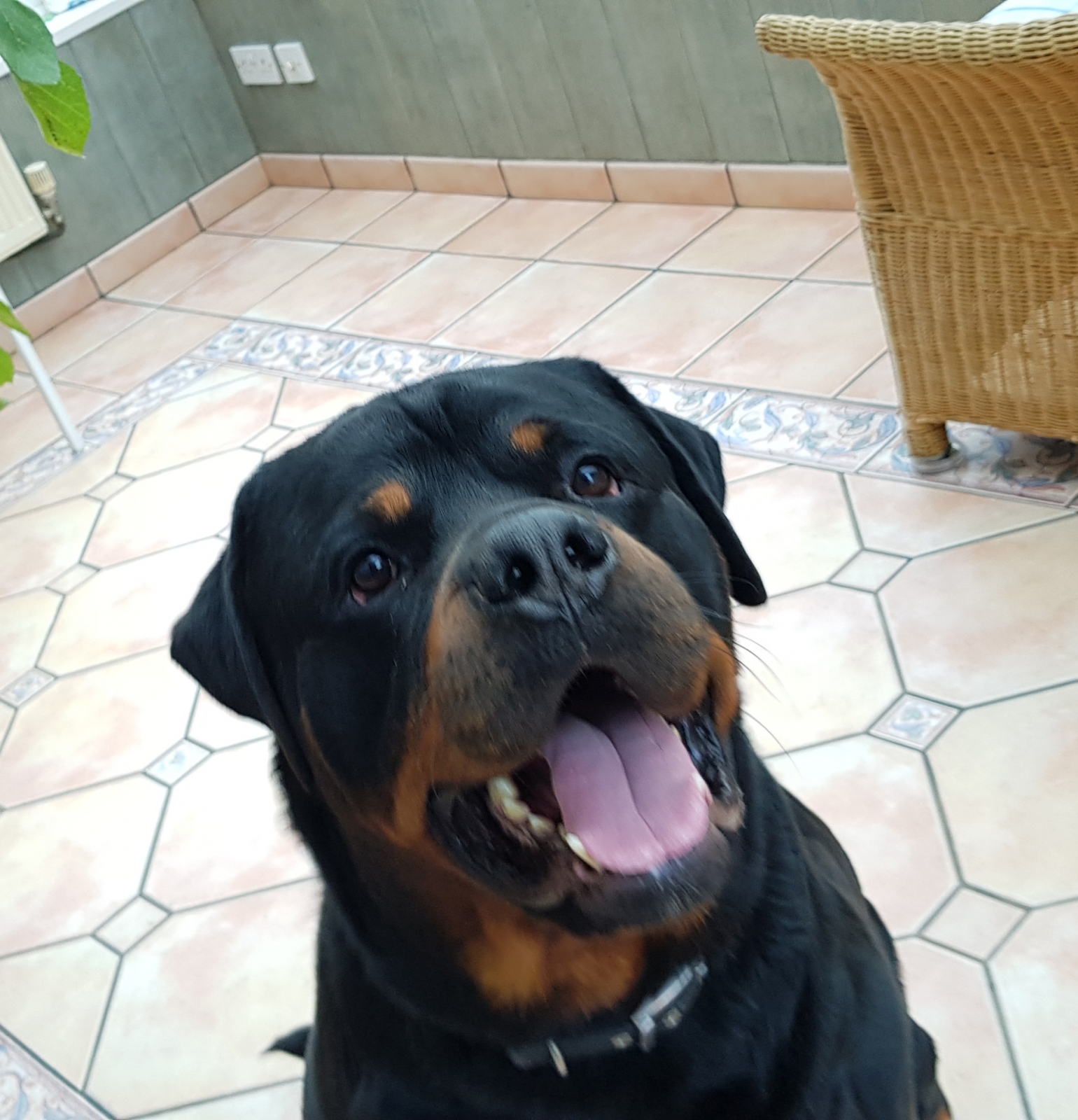 Male Rottweilers - Massive Rots | Meet the big dogs we use to breed