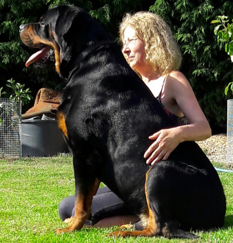 Male Rottweilers - Massive Rots | Meet the big dogs we use to breed