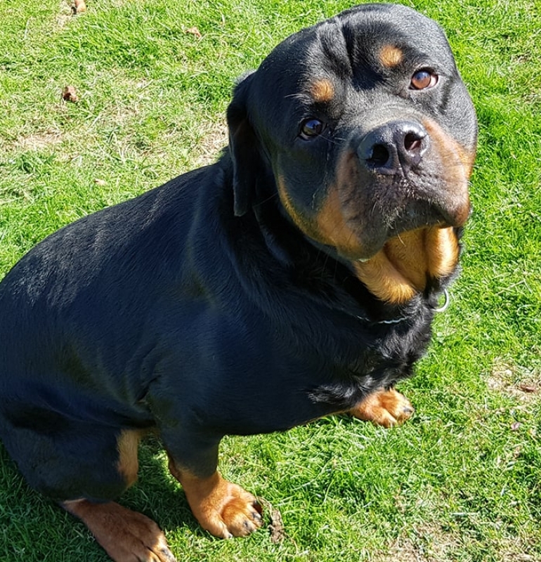 Female Rottweilers - Massive Rots | The biggest Rottweilers in the UK