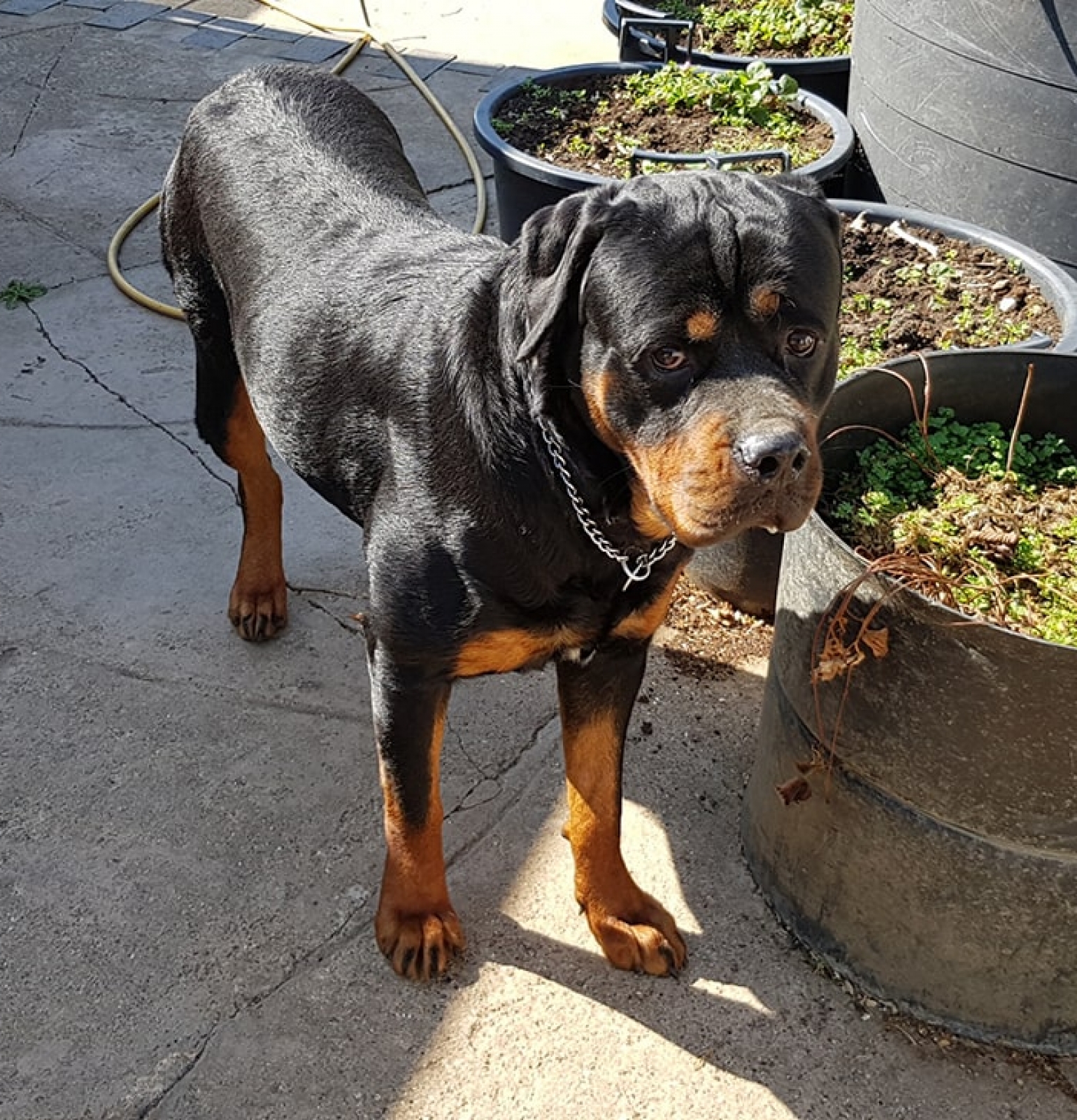 Female Rottweilers - Massive Rots | The biggest Rottweilers in the UK