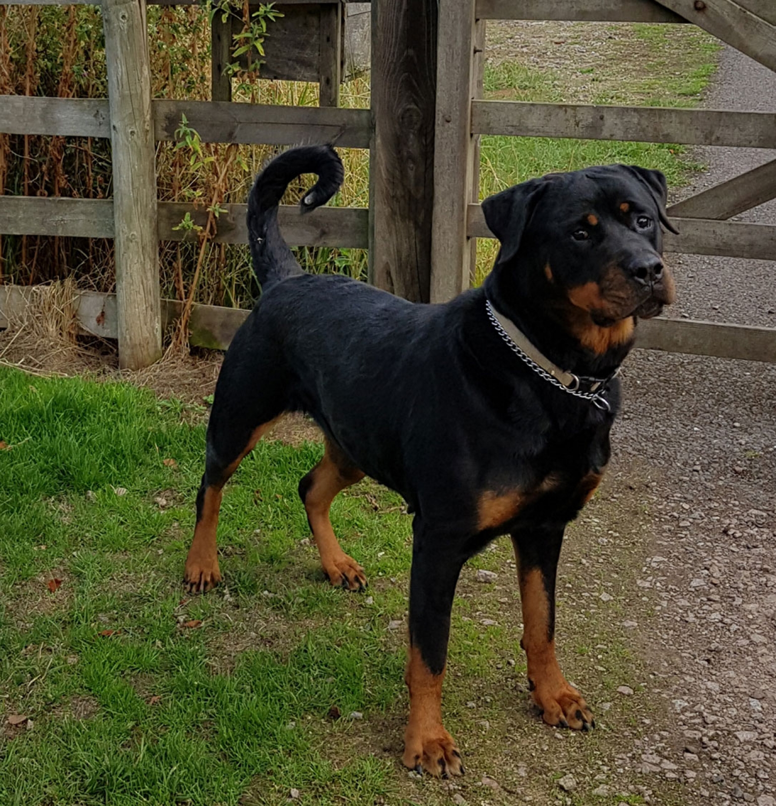 Female Rottweilers - Massive Rots | The biggest Rottweilers in the UK